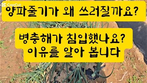 양파줄기가 왜 쓰러질까요 병충해가 발생했나요 알아 보겠습니다 저희 것도 양파줄기가 일부 쓰러지고 있네요 Youtube