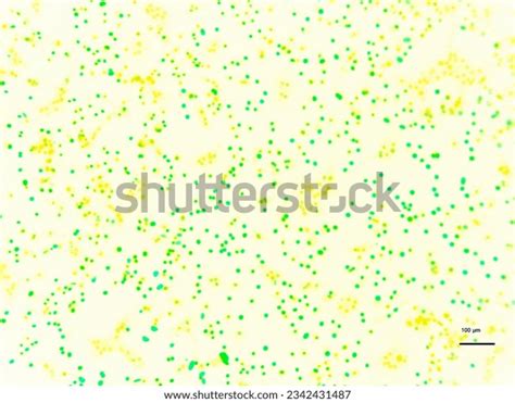 2 Apoptosis Assay 图片、库存照片和矢量图 Shutterstock