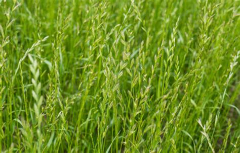 Perennial Ryegrass Oro Verde Curtis And Curtis Seed