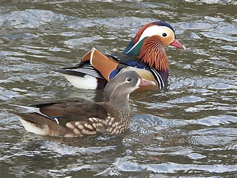 Herts Bird Club 2022 Mandarin Cassiobury Scarter 4feb