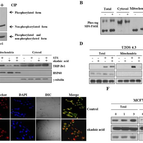 Mitochondrial Translocation Of Trip Br1 Via Pp2a Mediated Download