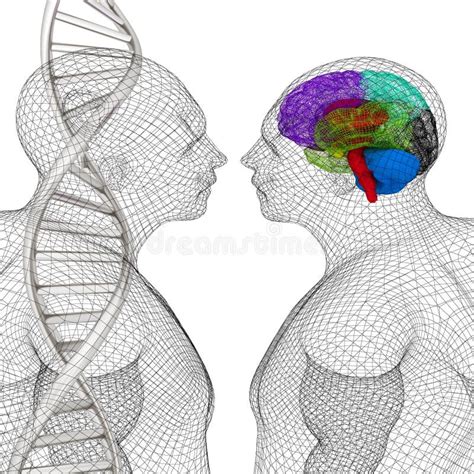 D Medical Background With Human Brain And DNA Strands Stock Illustration Illustration Of