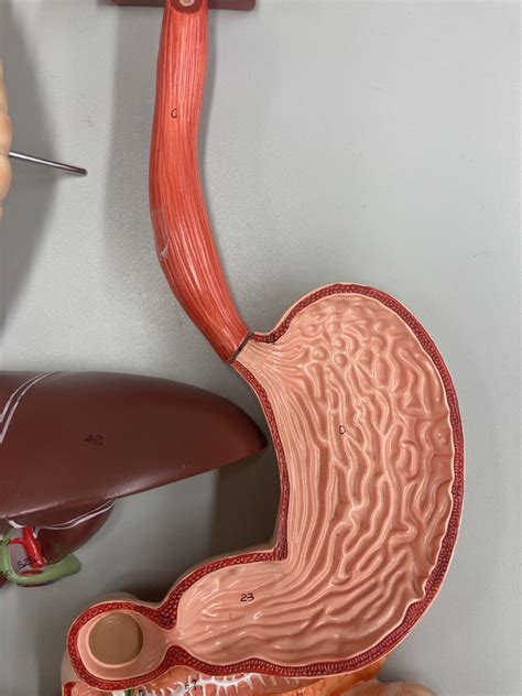 Digestive System 2 Diagram Quizlet