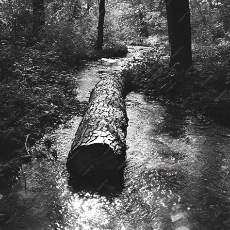 23329 A Fallen Tree Trunk Fills In As A Scaffold Over A Percolating