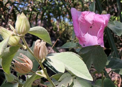 Northern Territory Plants Malvaceae