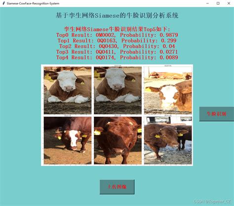 基于孪生神经网络siamese开发构建牛脸识别分析系统siamese Network脸部识别 Csdn博客
