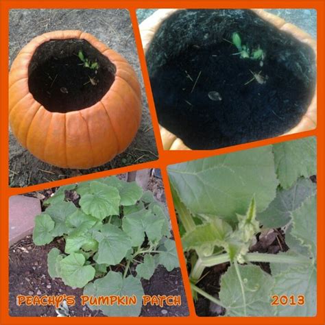 Plant Your Pumpins And Make Your Own Pumpkin Patch Pumpkin Patch
