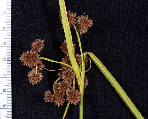 Scirpus Atrovirens Cyperaceae