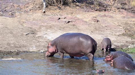 Hippopotamus Walking Out Of The Water Young Calf Is Following Her