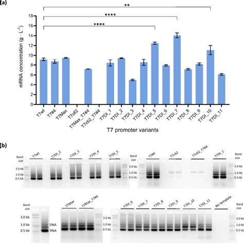 Huzefa Rupawala Ph D On Linkedin Comprehensive Evaluation Of T7 Promoter For Enhanced Yield