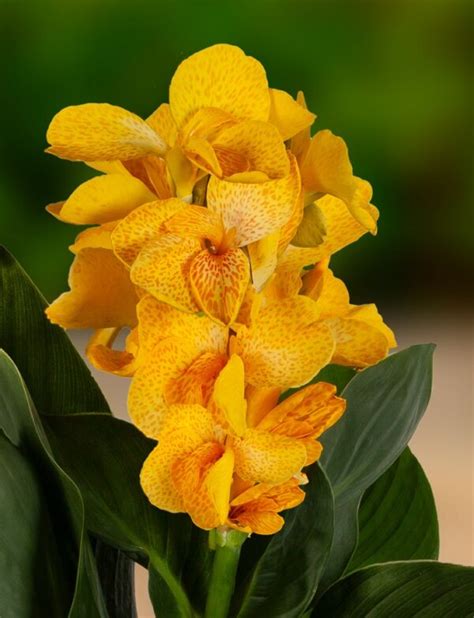 Canna Summer Spritz™ Archieven Green Works