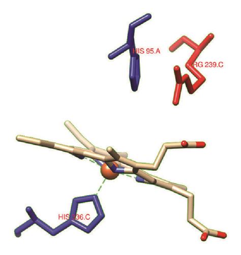 The Heme And Near Key Residues Of Si Hb I A Si Hb Ii B Hrp C Download Scientific
