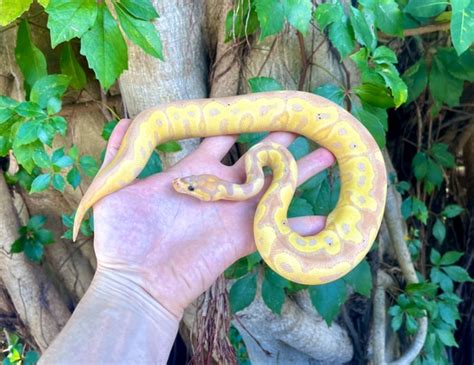Mystic Banana Clown Ball Python By Adam Chesla Reptiles