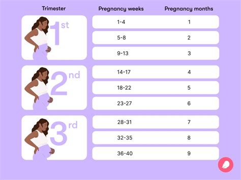 Figuring Out The Weeks Months And Trimesters Of Pregnancy