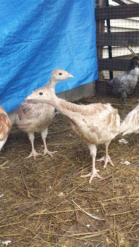 What Sex Are My Bourbon Red Turkeys Almost 11 Weeks Backyard Chickens Learn How To Raise