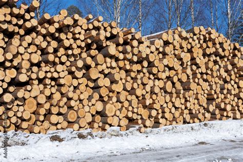 Pile Of Logged Tree Trunks Sawn Trees From The Forest Logging Timber Wood Industry Cut Trees