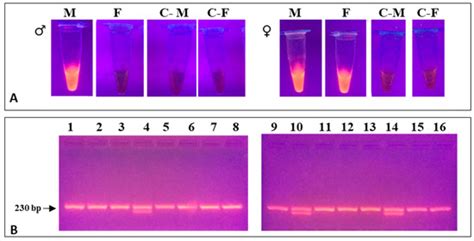 high performance pcr for alleles discrimination of chromo helicase dna