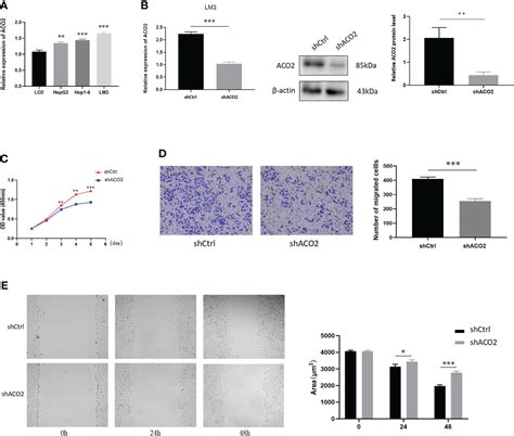 Frontiers Pan Cancer Analysis Shows That Aco2 Is A Potential