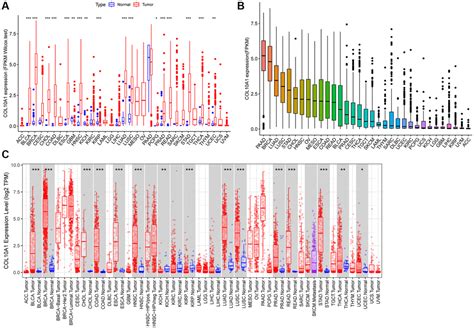 experimental validation and pan cancer analysis identified col10a1 as a