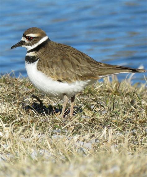 Saltville Is A Birders Paradise