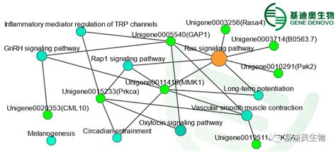 基迪奥首创kegg富集网络图工具上线 Kegg