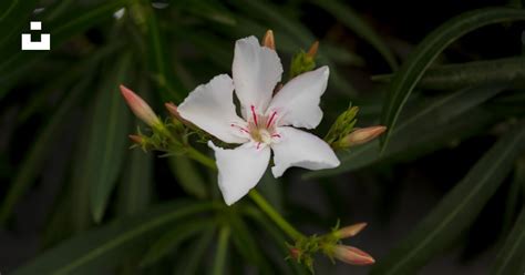 식물에 흰 꽃의 클로즈업 사진 Unsplash의 무료 이탈리아 이미지