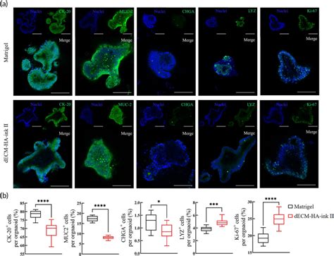 Differentiation Pattern Of Intestinal Organoids In Decellularized