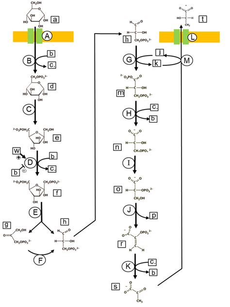 Lactate Fermentation Exam 3 Diagram Quizlet