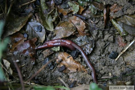 Sluggin Along Mating Worms