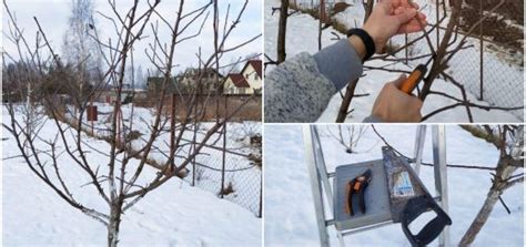 29 осінніх ідей як прикрасити двір розкішними хризантемами Моє домашнє натхнення