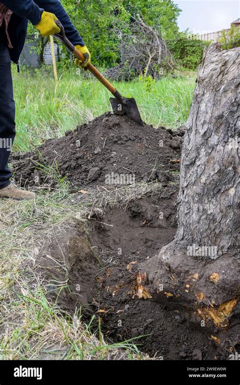 Uprooting Old Dry Fruit Tree In Garden Large Pit With Sawn And Chopped Tree Roots Man With