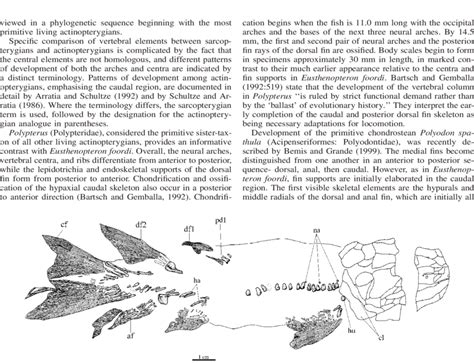Eusthenopteron Foordi Mcz 5810 Complete Skeleton Covered With Scales