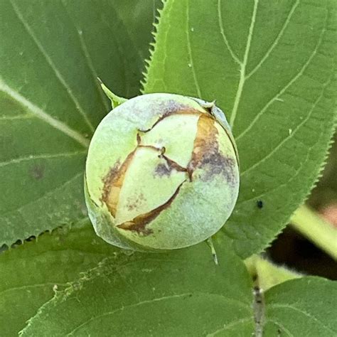 タマアジサイ：野の花ノート 1001 野の花ノート 1001