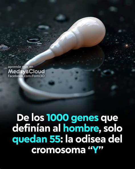 Braulio ¿está Desapareciendo El Cromosoma Y 🧬 Una Mirada A Su