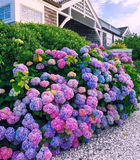 绣球花 高清图片，堆糖，美图壁纸兴趣社区