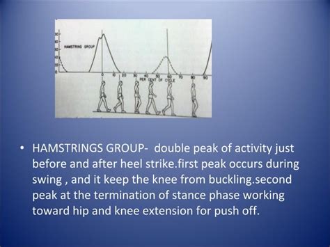 Kinetics And Kinematics Of Gait PPT Physics Science