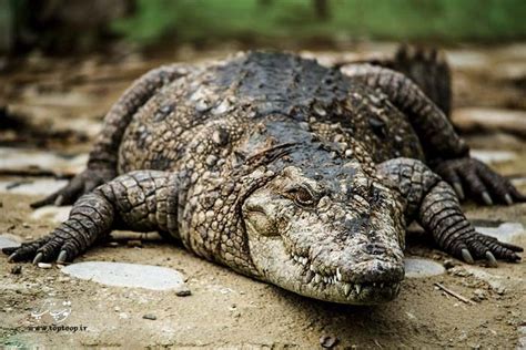 آلبوم عکس های جذاب و زیبا از تمساح تــــــــوپ تـــــــــاپ