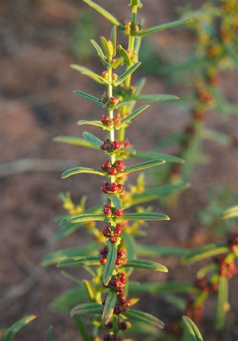 Ammannia multiflora Images - Useful Tropical Plants
