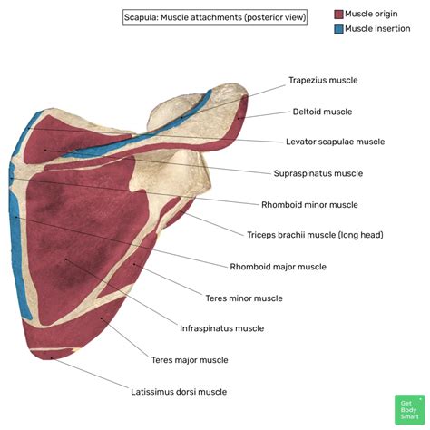 Anatomy Of The Scapula Scapula Disorders And Snapping Scapula Dr