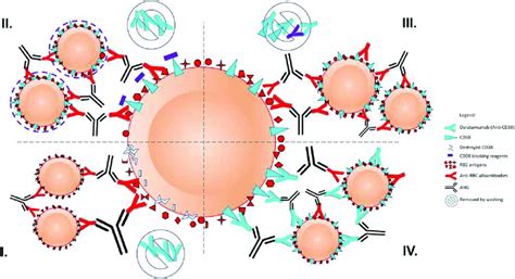 Methodologies Utilized To Abrogate Daratumumab Interference In Download Scientific Diagram