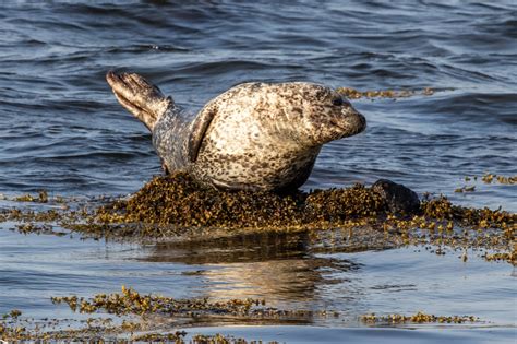 Tobar Na Slainte Shandwick Walk Easter Ross Peninsula