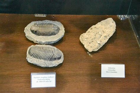 Premium Photo A Display Of Fossils From The Museum Of Natural History