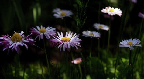 Soft Glow Photograph by Margarita Buslaeva - Pixels