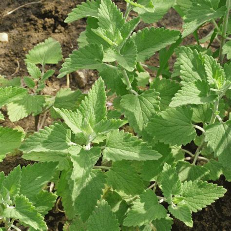 Herb Seeds Catnip