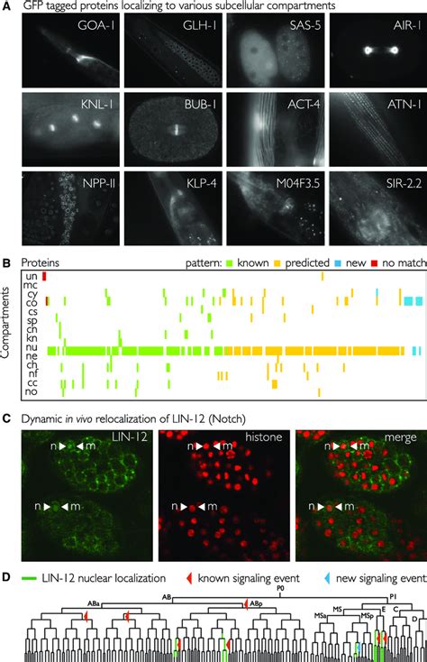 The Tagged Proteins Correctly Localize To Various Subcellular
