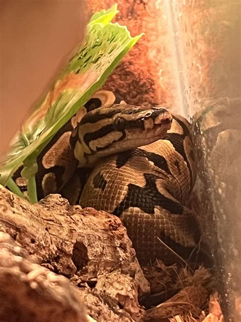 morph r ballpythonmorph
