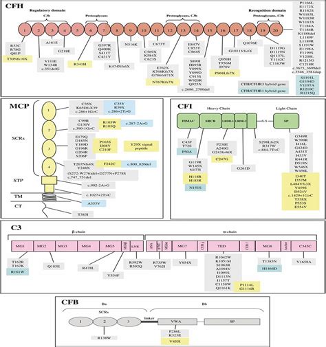 Combined Complement Gene Mutations In Atypical Hemolytic Ure Journal Of The American