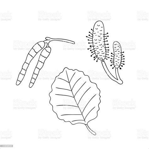 흰색 배경에 격리 된 선 아스펜 트리 요소의 벡터 집합입니다 아스펜 잎 브런치 꽃 과일의 식물 그림 흑백 클립 아트입니다 사시