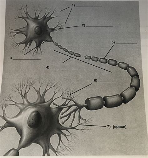 Neuron Structure Diagram Quizlet