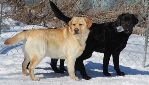 Labrador Retriever Dog Breed Information Images Characteristics Health
